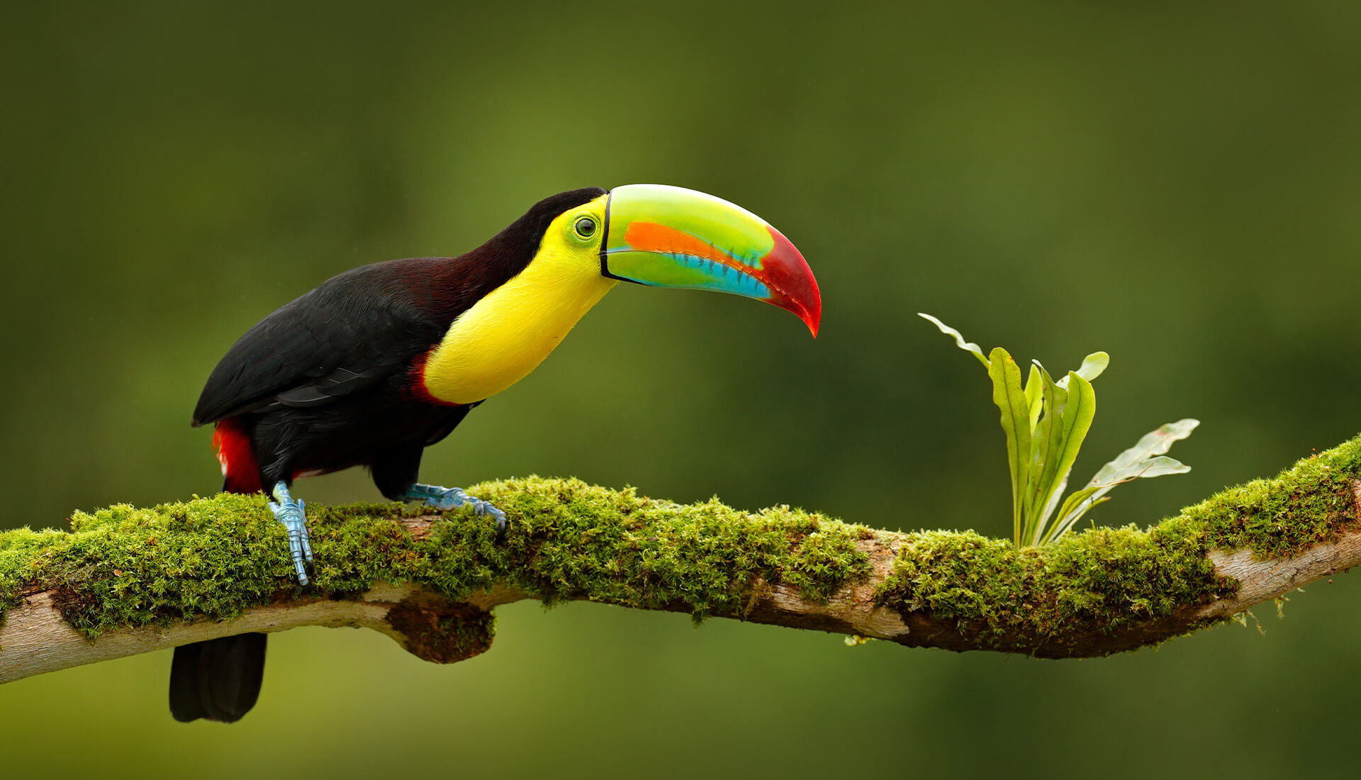 BTIA – Belize Tourism Industry Association