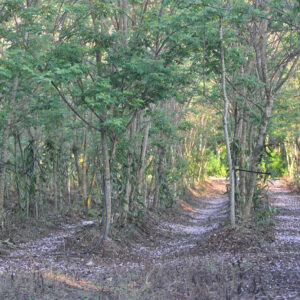 Golden Stream Plantation – BTIA